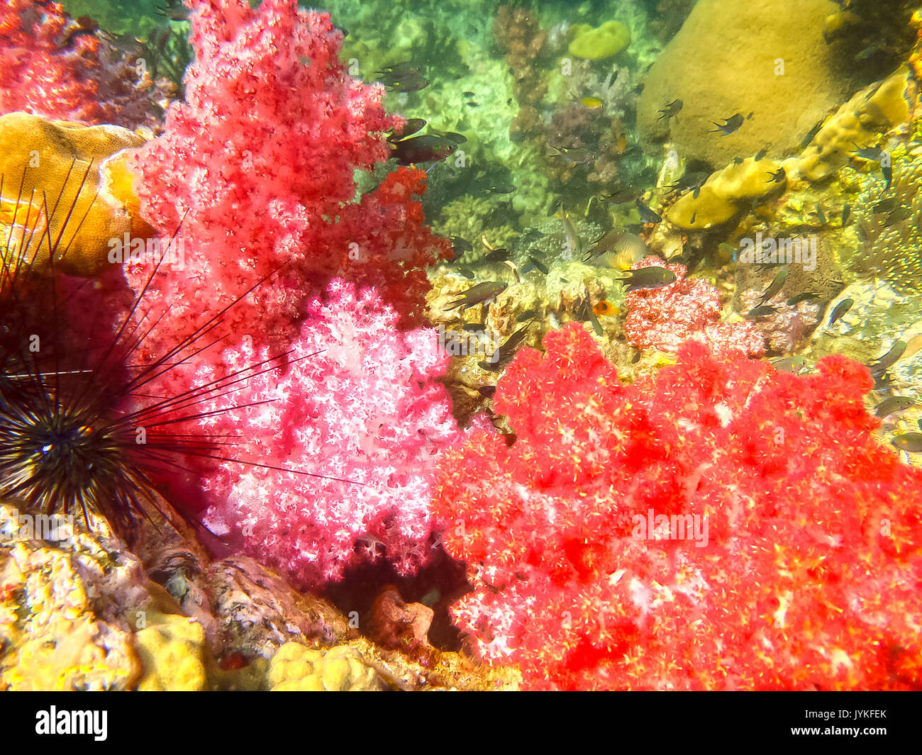 The colorful red coral reef with sea in tropical, underwater Stock ...