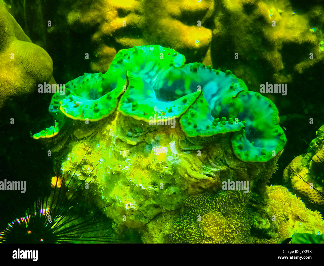 The colorful red coral reef with sea in tropical, underwater Stock ...