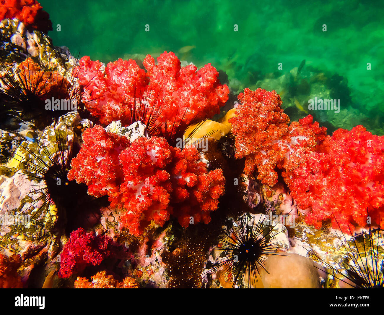 The colorful red coral reef with sea in tropical, underwater Stock ...