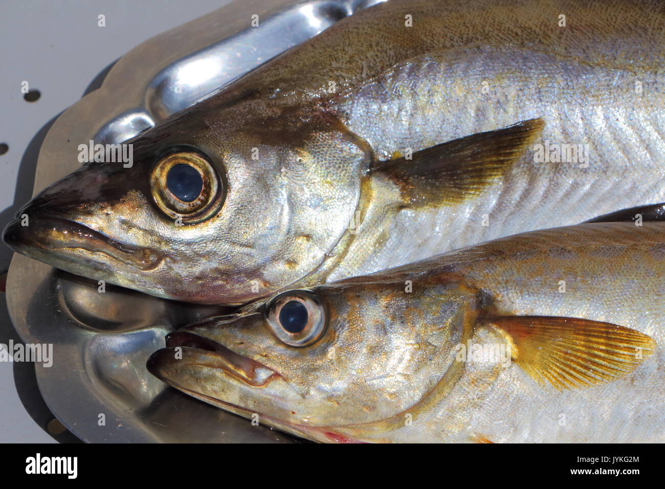 Pollachius pollachius hi-res stock photography and images - Alamy