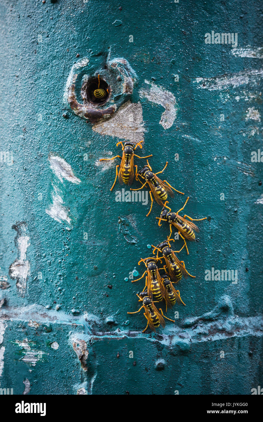 Danger insects drying itselfs after the rain Stock Photo - Alamy