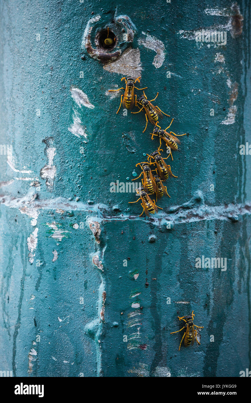 Danger insects drying itselfs after the rain Stock Photo - Alamy