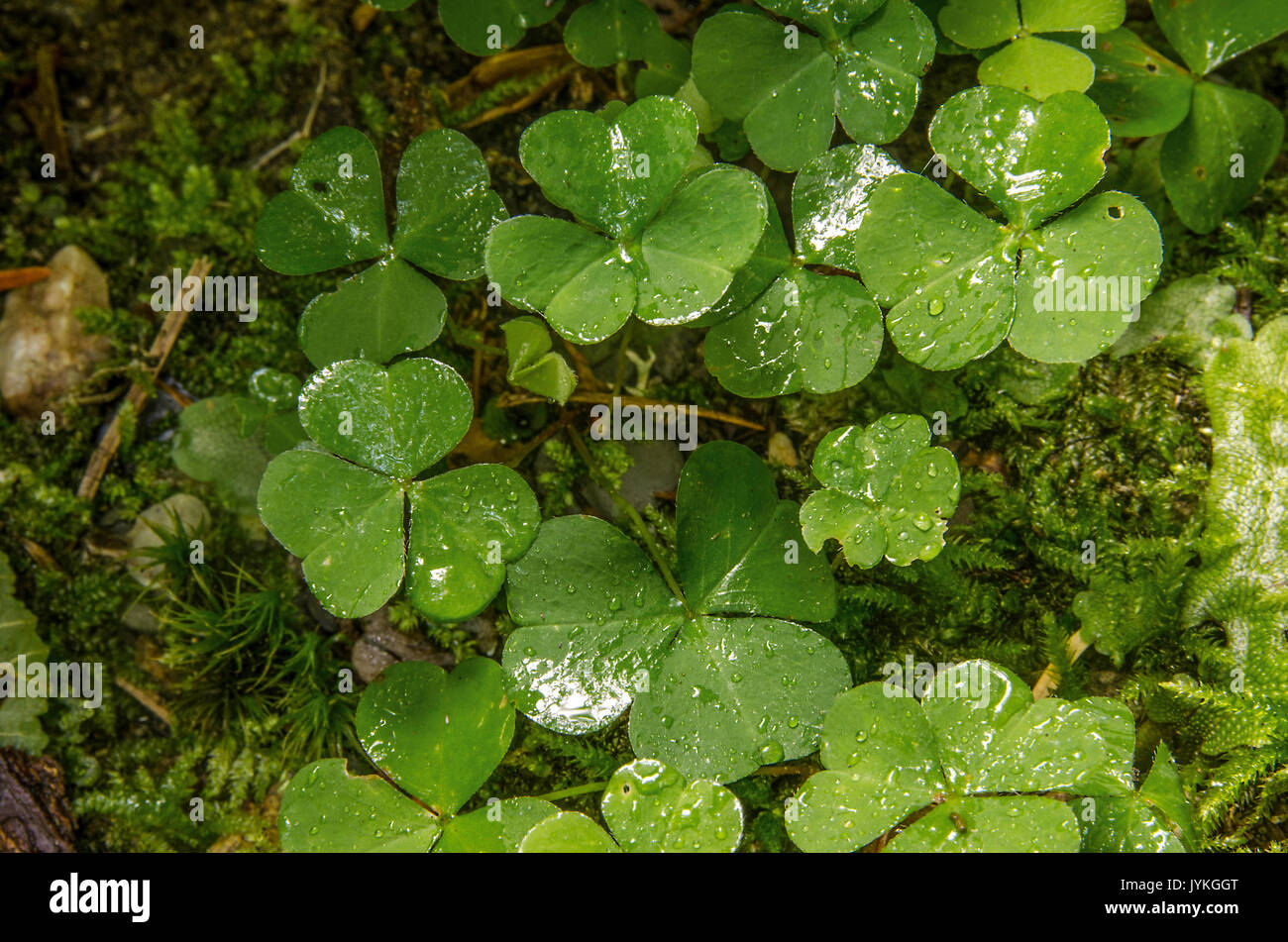 Clover plant in nature Stock Photo - Alamy