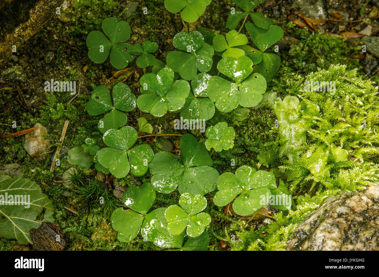 Clover plant in nature Stock Photo - Alamy