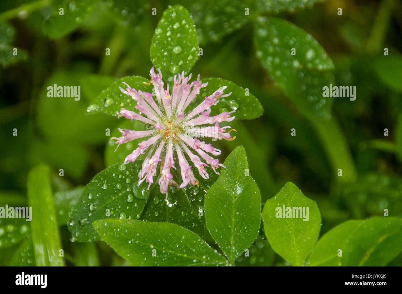 Beautiful clover hi-res stock photography and images - Alamy