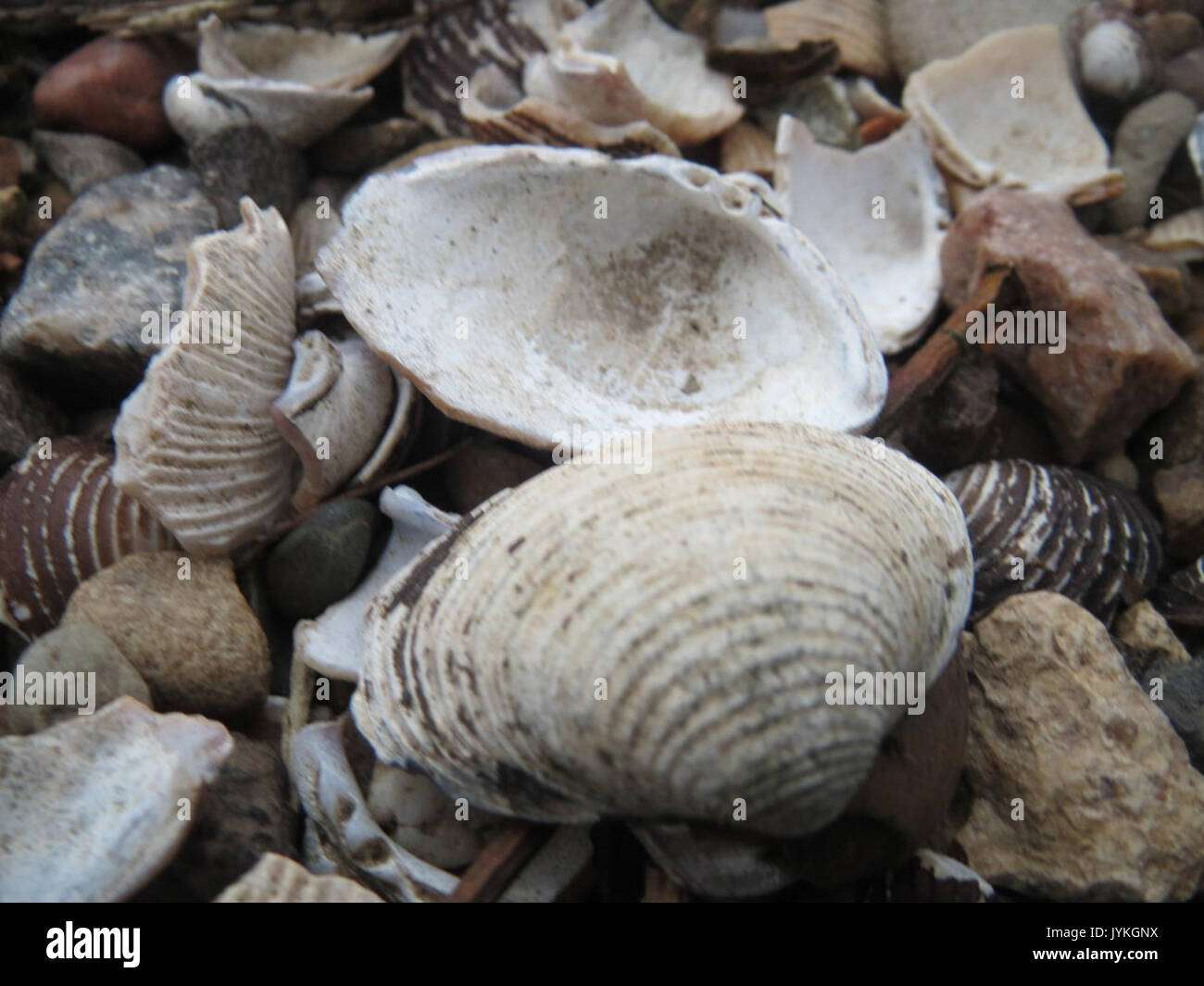 Freshwater bivalves hi-res stock photography and images - Alamy
