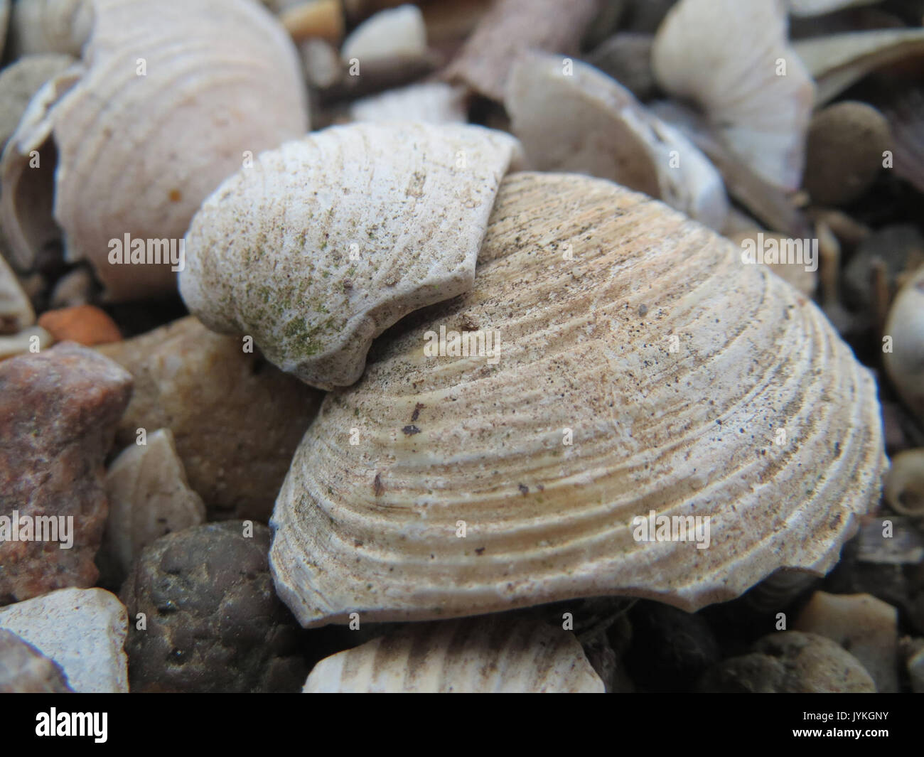 Freshwater clams hi-res stock photography and images - Alamy