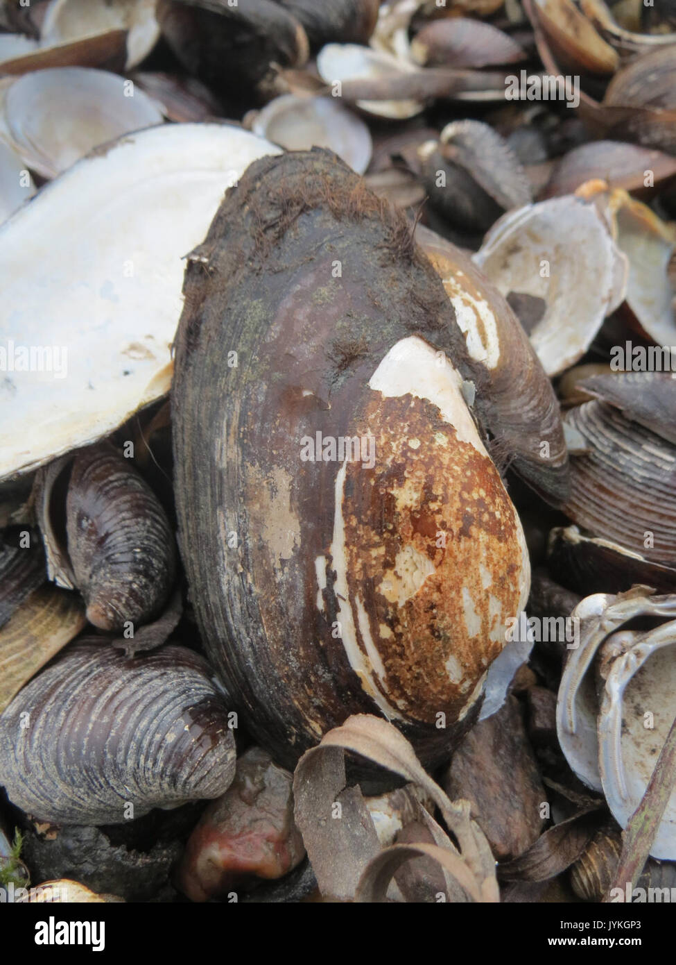 Organisms shell structure hi-res stock photography and images - Alamy