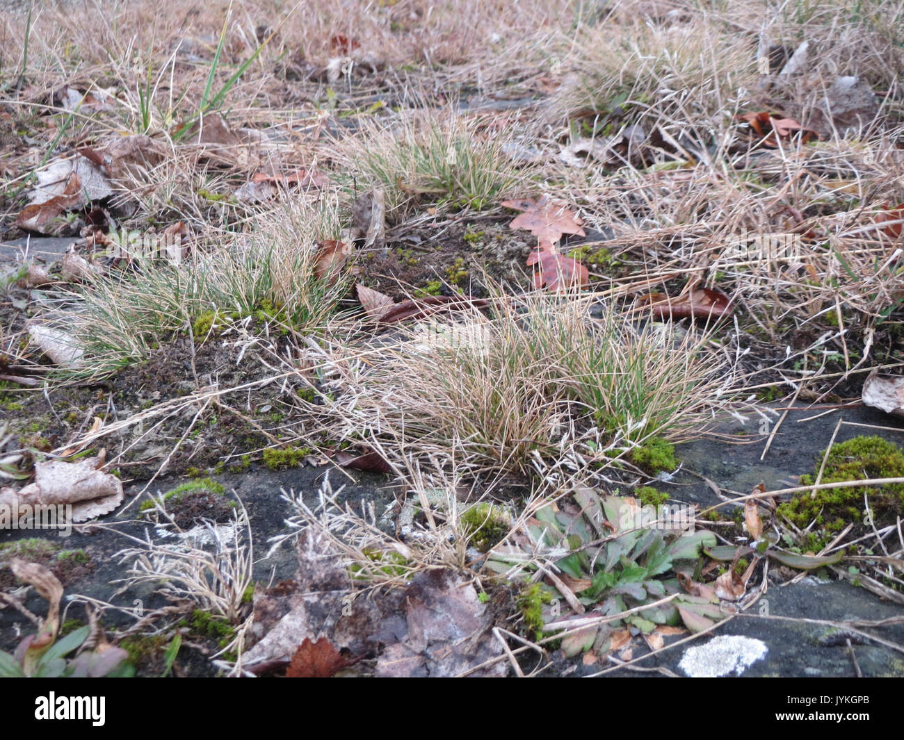 Plant of sandy grassland hi-res stock photography and images - Alamy
