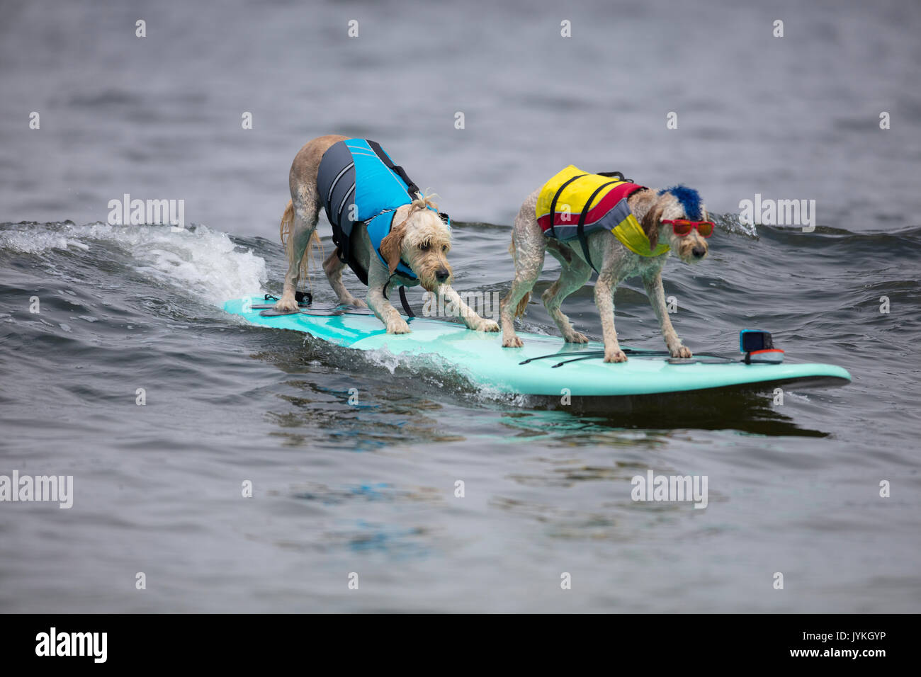 Dogs compete in the World Dog Surfing Championships in Pacifica ...