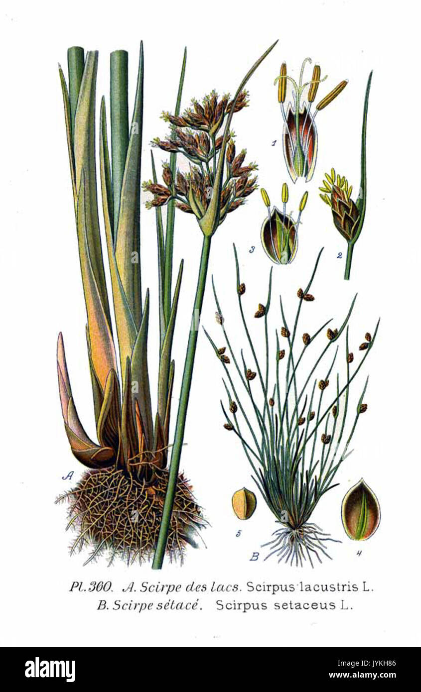 Scirpus lacustris hi-res stock photography and images - Alamy