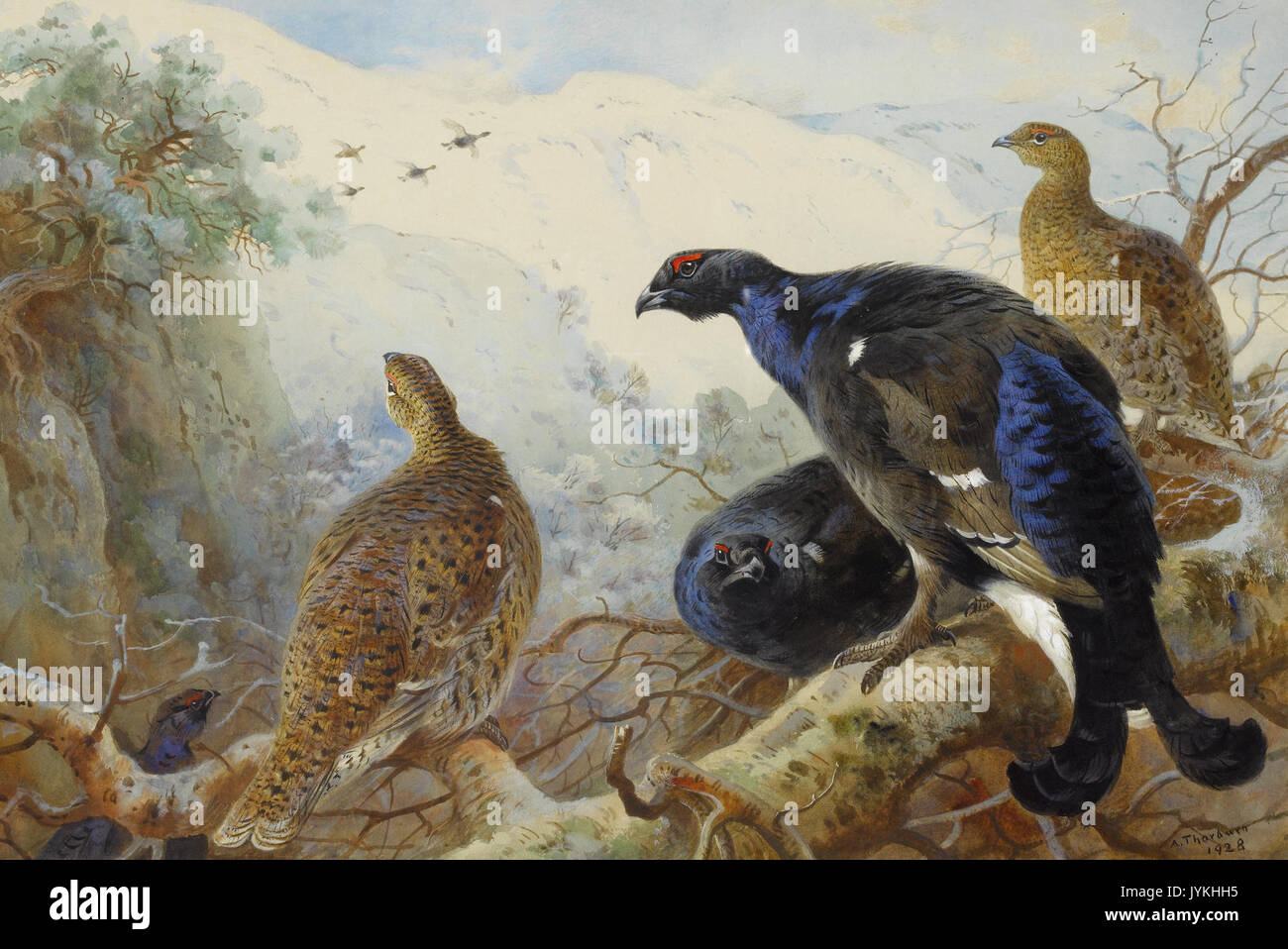 Blackgame hi-res stock photography and images - Alamy