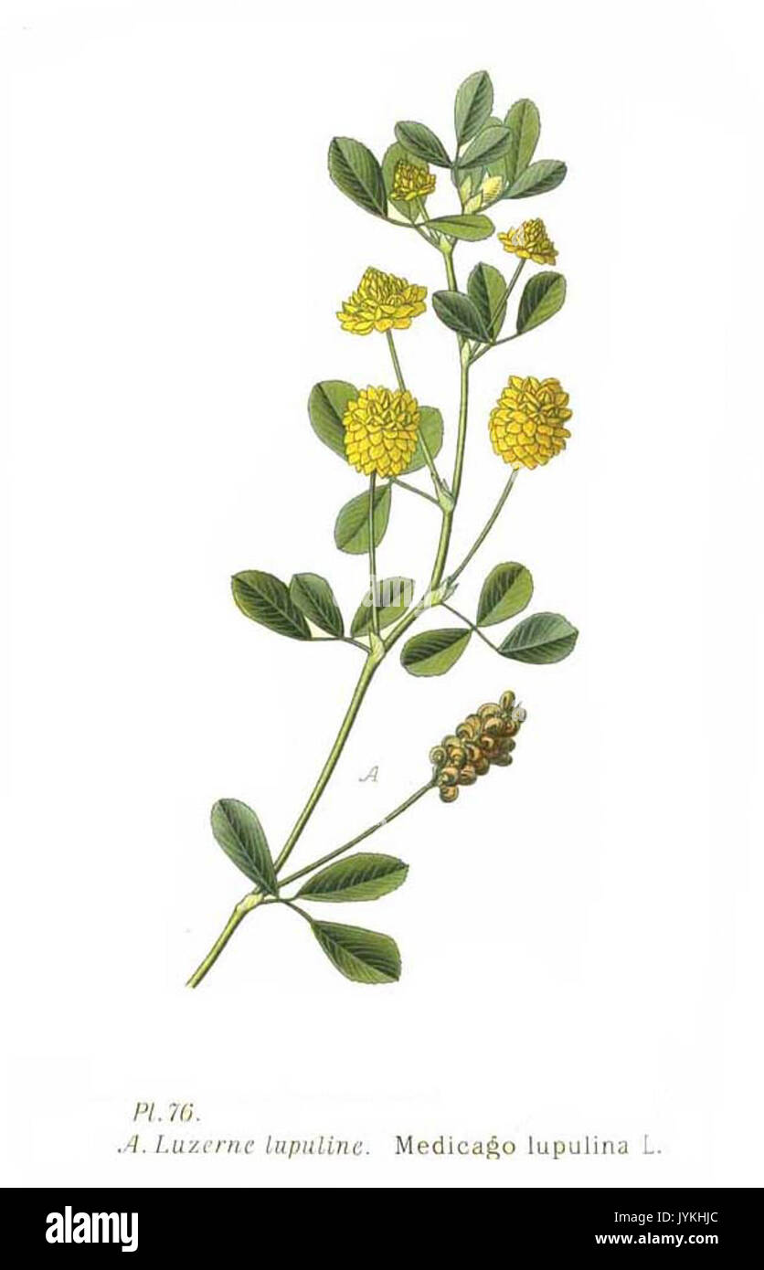 Medicago Lupulina