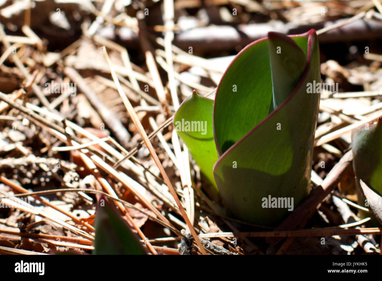 Soft flowing forms hi-res stock photography and images - Alamy