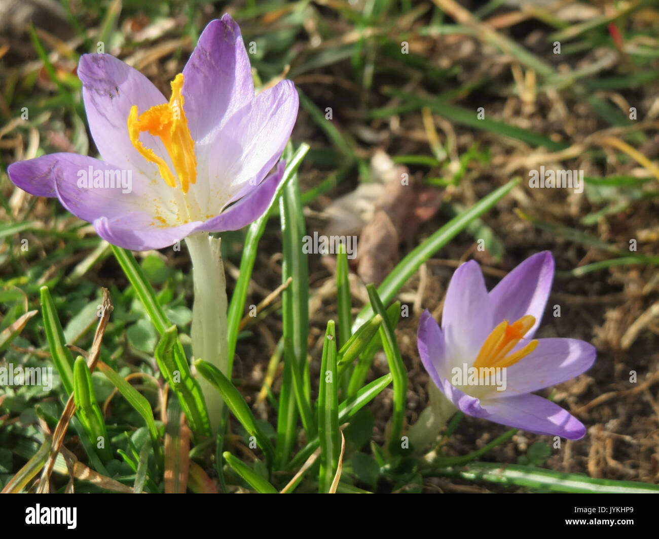 A photograph or illustration of Crocus tommasinianus, a species of ...