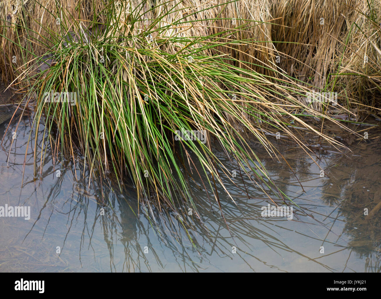 A tuft of lakeshore bulrush Stock Photo - Alamy