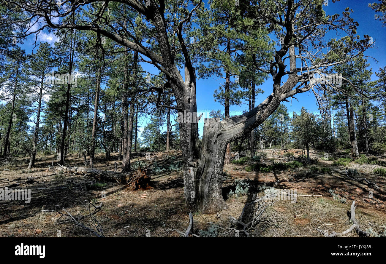 365 tree species hi-res stock photography and images - Alamy