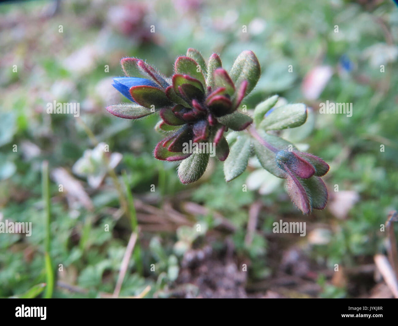The plant Veronica triphyllos, commonly known as three-leaved speedwell ...