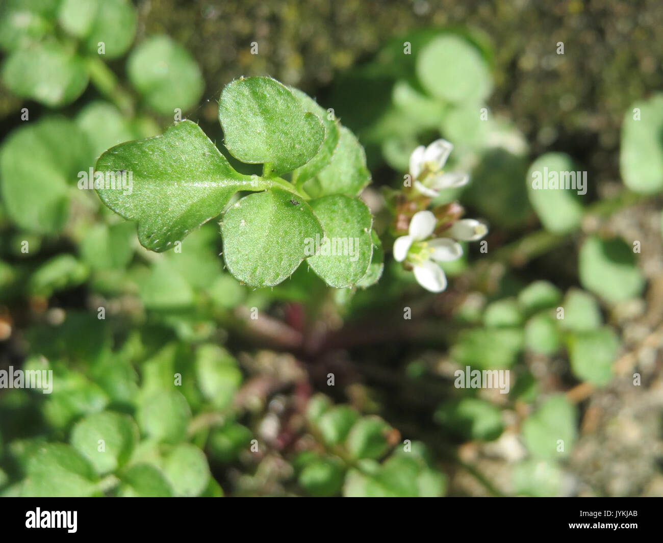 Cardamine hirsuta seedling hi-res stock photography and images - Alamy