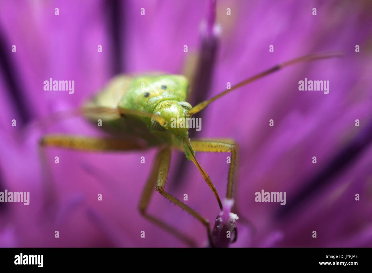 Nectar feeding insect hi-res stock photography and images - Alamy