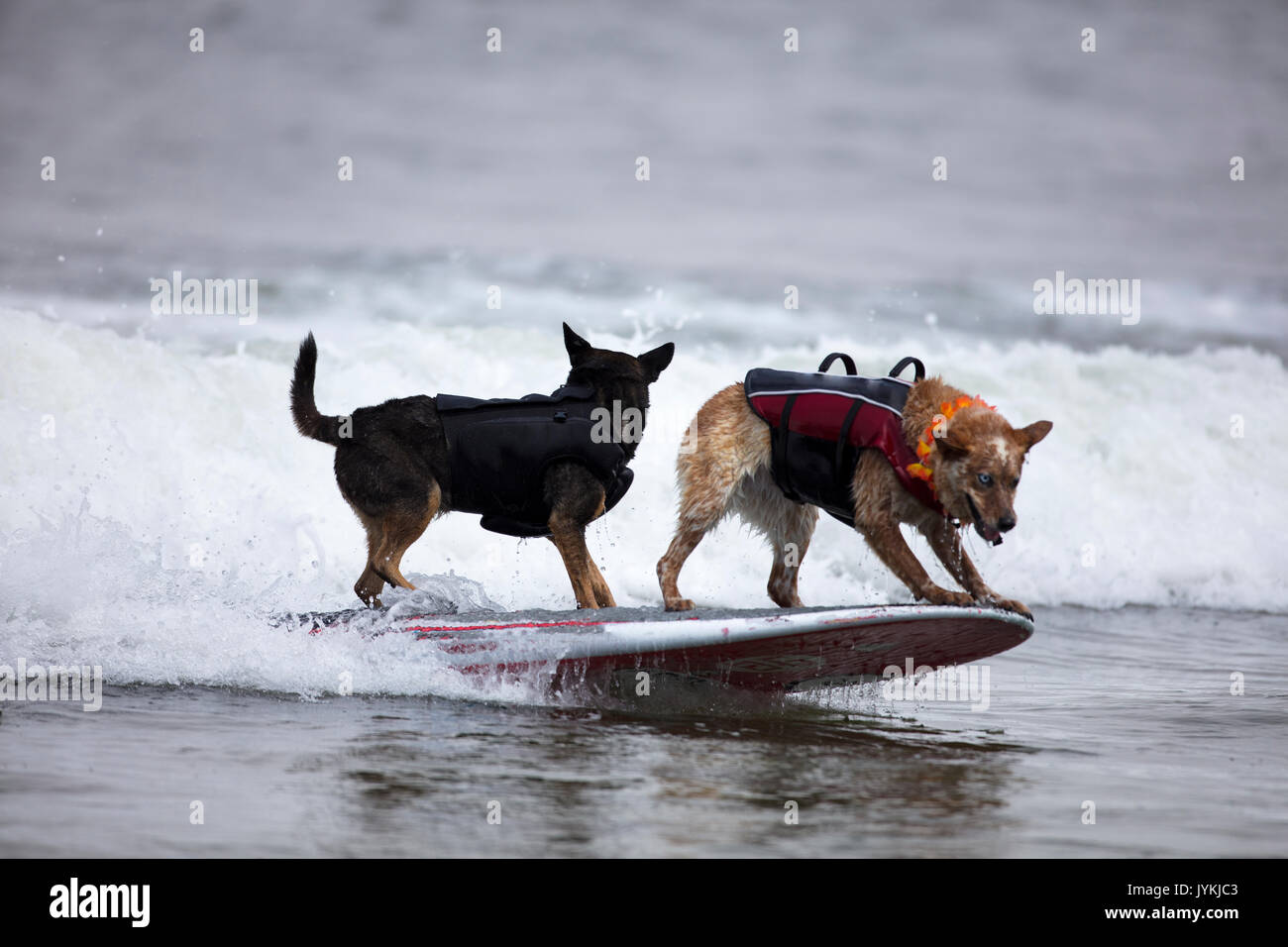 Dogs compete in the World Dog Surfing Championships in Pacifica ...