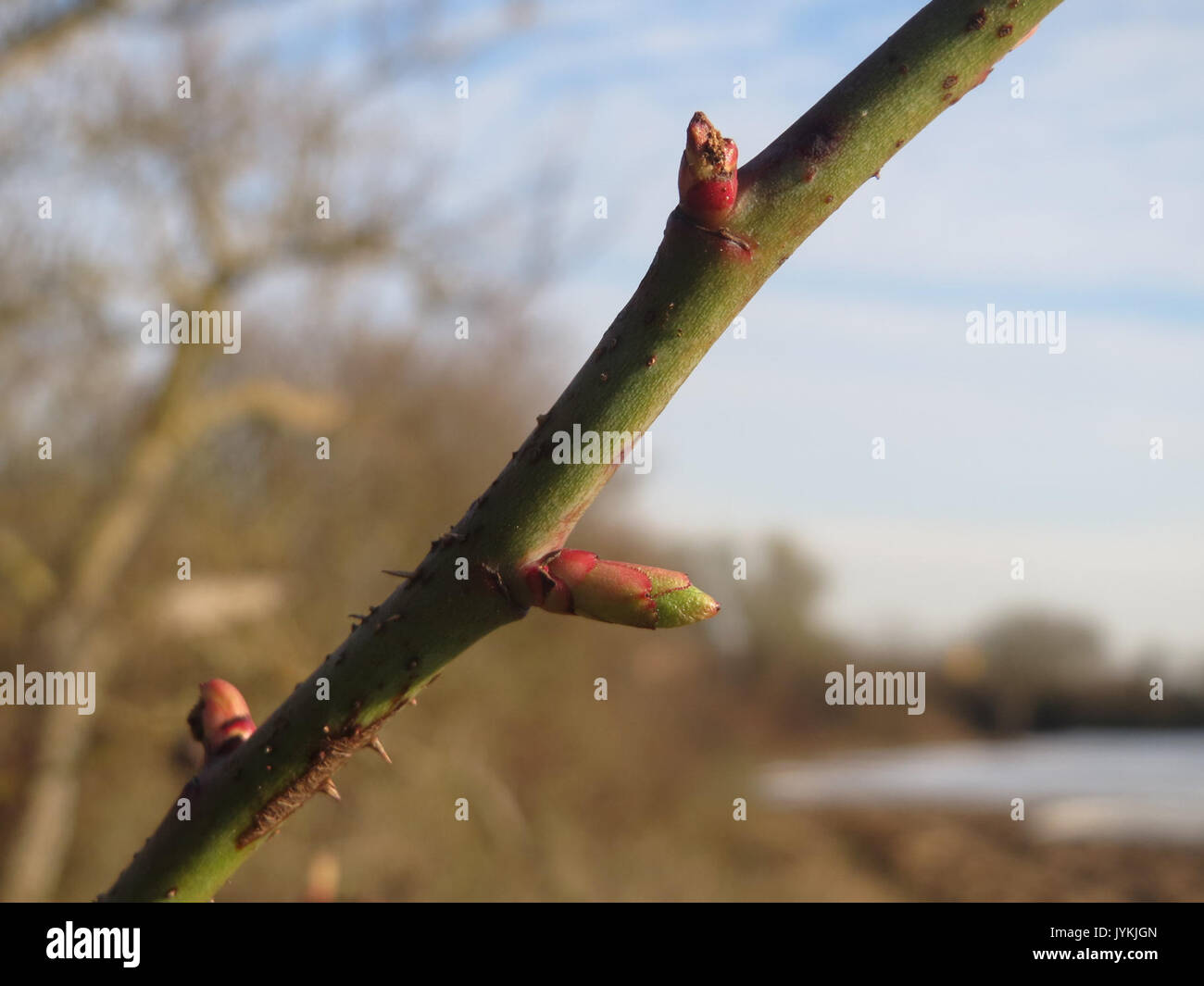 Sweet briar rose hedge hi-res stock photography and images - Alamy
