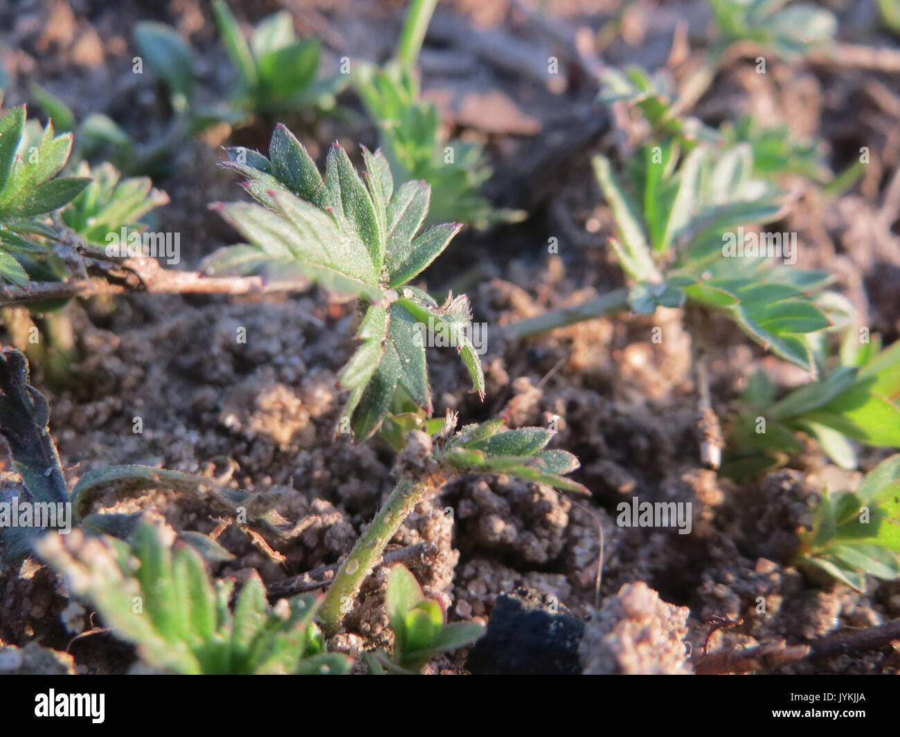 Cinquefoil shape hi-res stock photography and images - Alamy