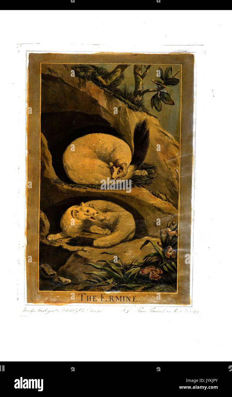 Cattons hi-res stock photography and images - Alamy