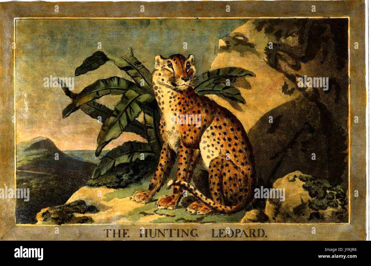 4, Hunting Leopard, Charles Catton's Animals (1788) (cropped Stock ...