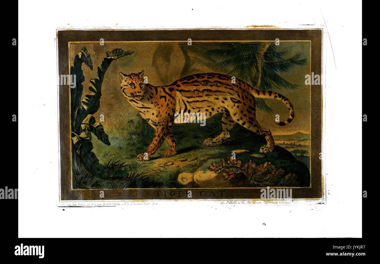 5, Tiger Cat, Charles Catton's Animals (1788 Stock Photo - Alamy