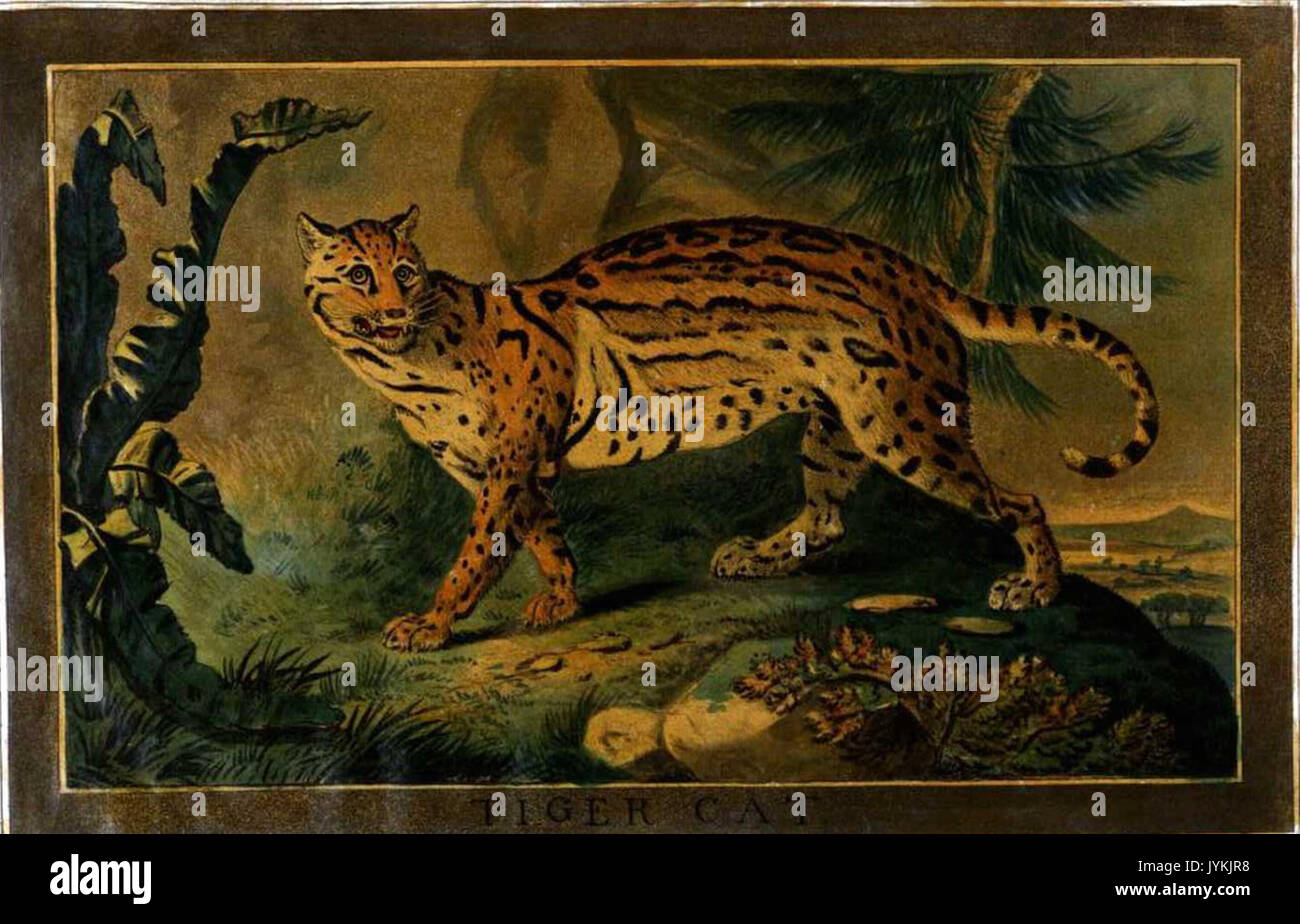 5, Tiger Cat, Charles Catton's Animals (1788) (cropped Stock Photo - Alamy