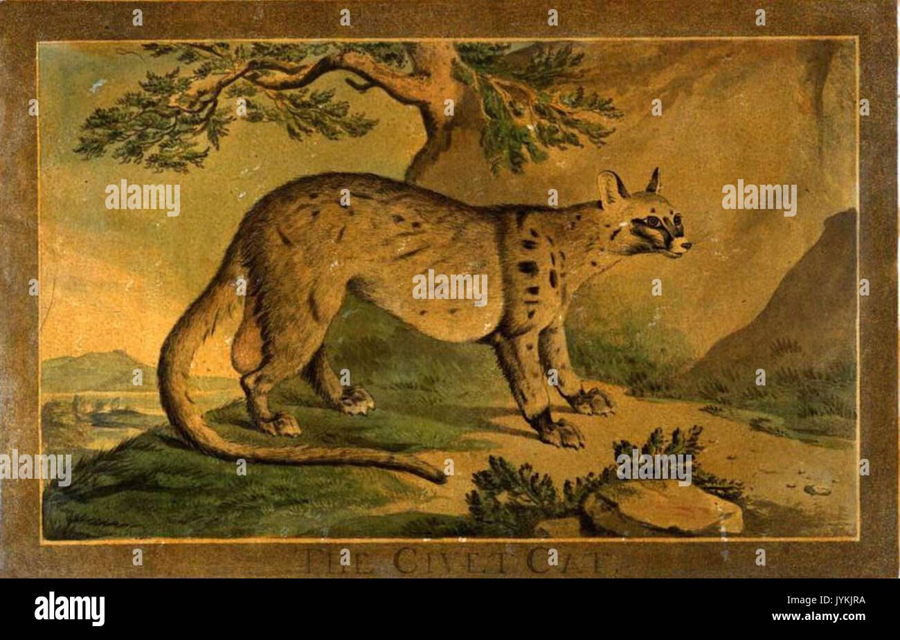 6, Civet Cat, Charles Catton's Animals (1788) (cropped Stock Photo - Alamy