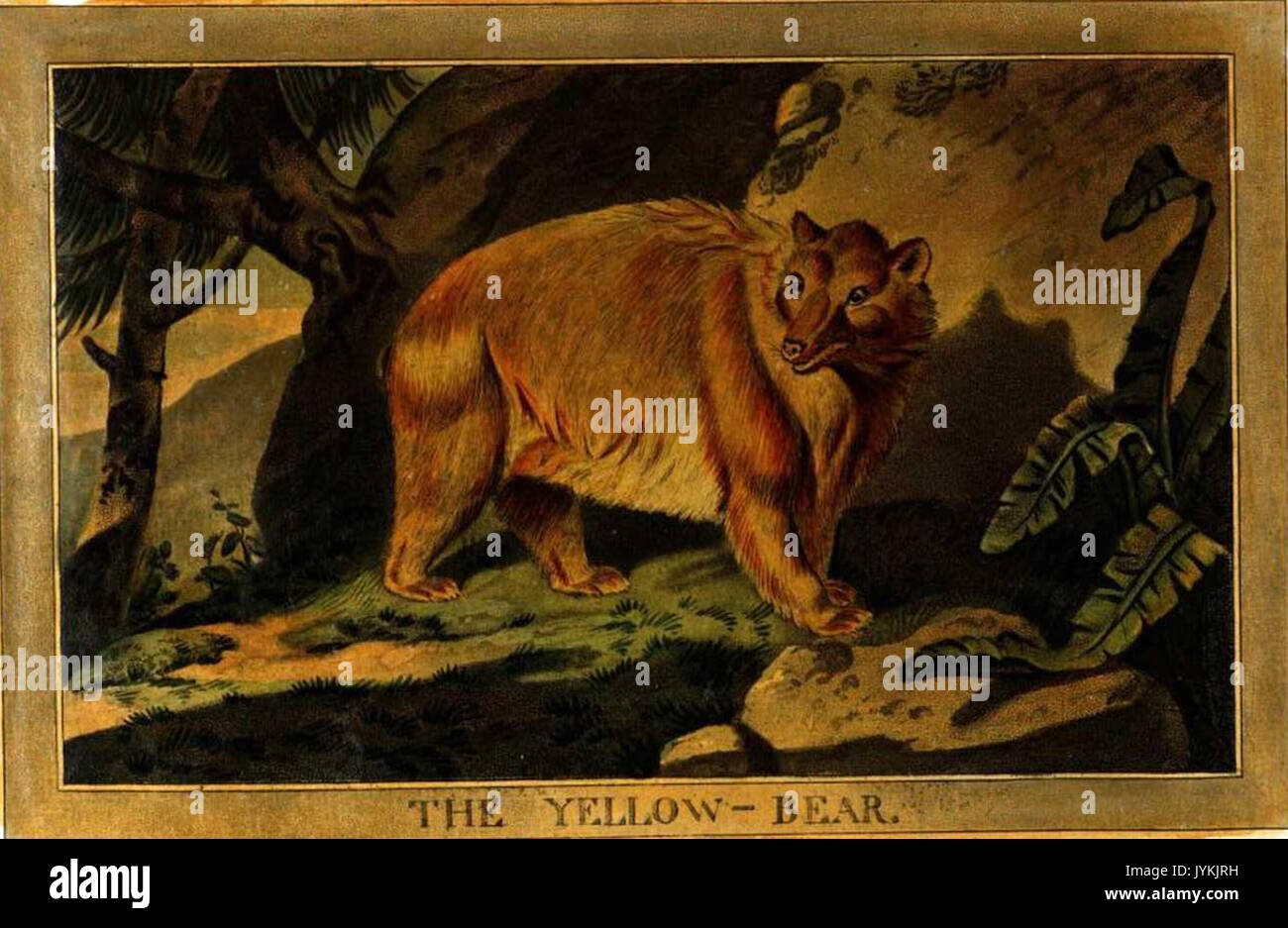 9, Yellow Bear, Charles Catton's Animals (1788) (cropped Stock Photo ...