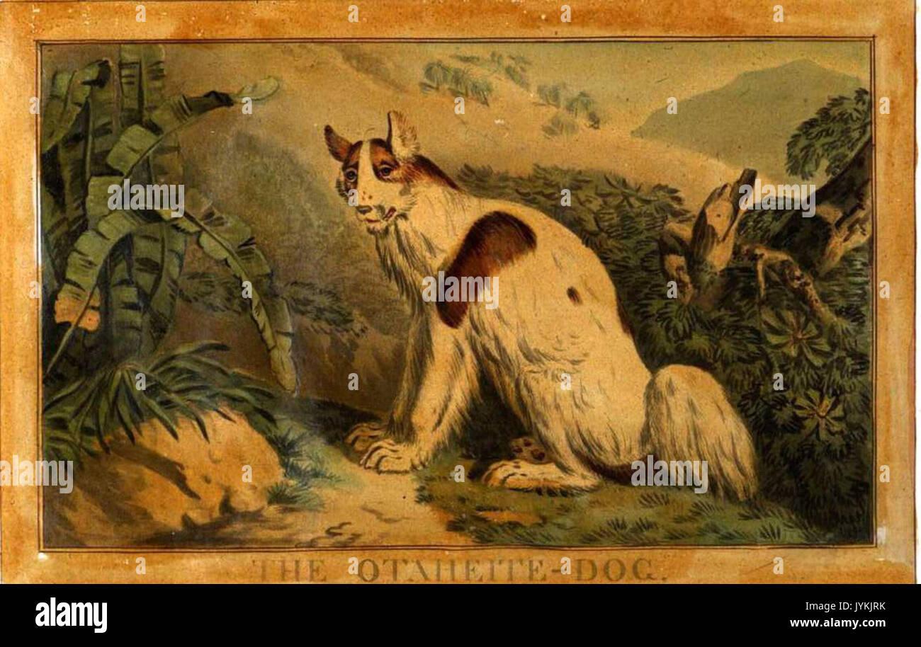 19, Otaheite Dog, Charles Catton's Animals (1788) (cropped Stock Photo ...