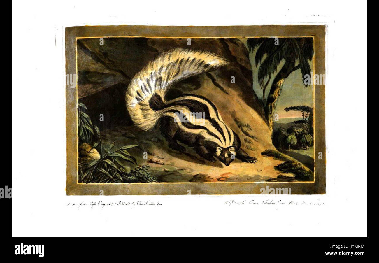 25, Animal of the Weasel Kind, Charles Catton's Animals (1788 Stock ...