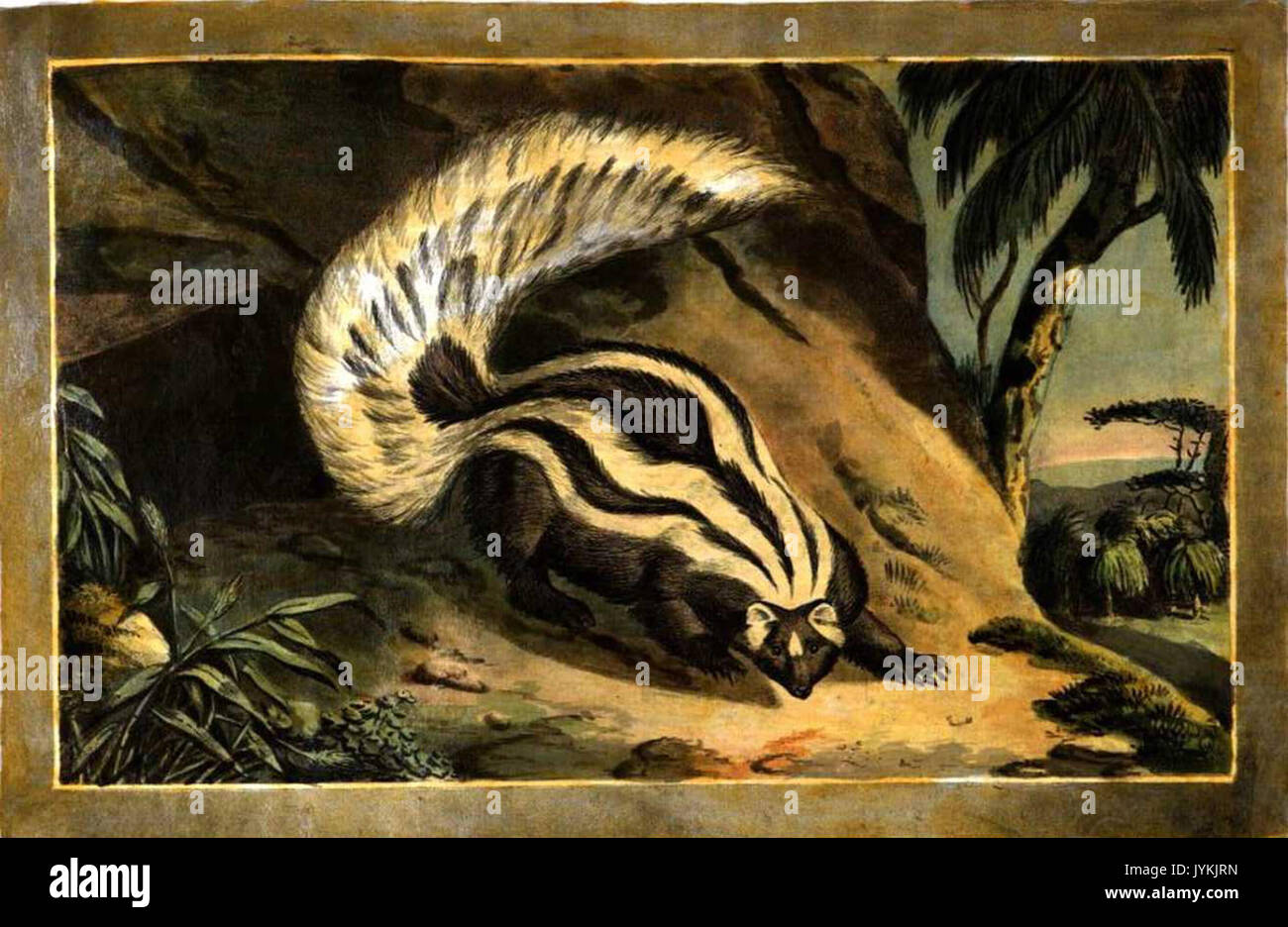 25, Animal of the Weasel Kind, Charles Catton's Animals (1788) (cropped ...