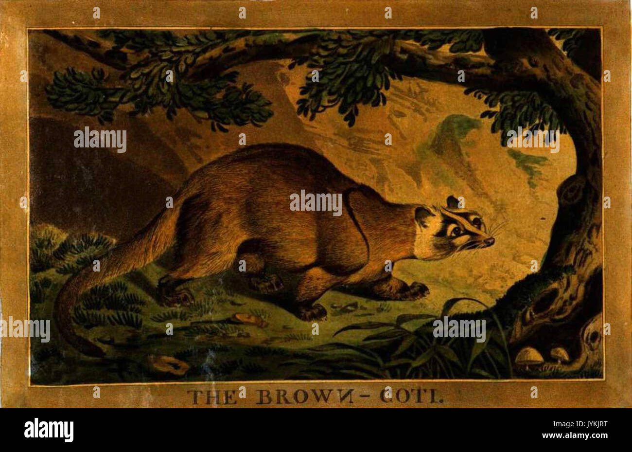 26, Brown Coti, Charles Catton's Animals (1788) (cropped Stock Photo ...