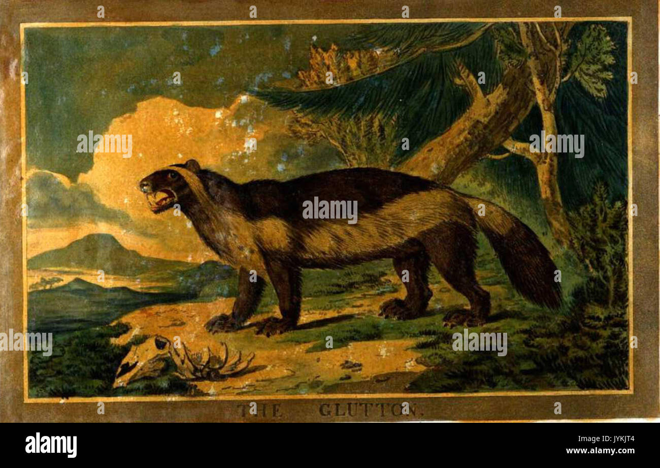 30, Glutton, Charles Catton's Animals (1788) (cropped Stock Photo - Alamy