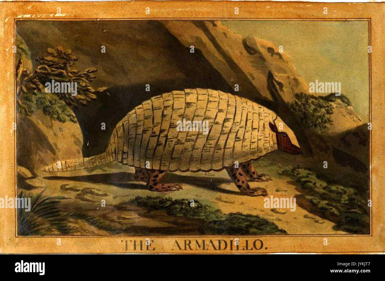 31, Armadillo, Charles Catton's Animals (1788) (cropped Stock Photo - Alamy