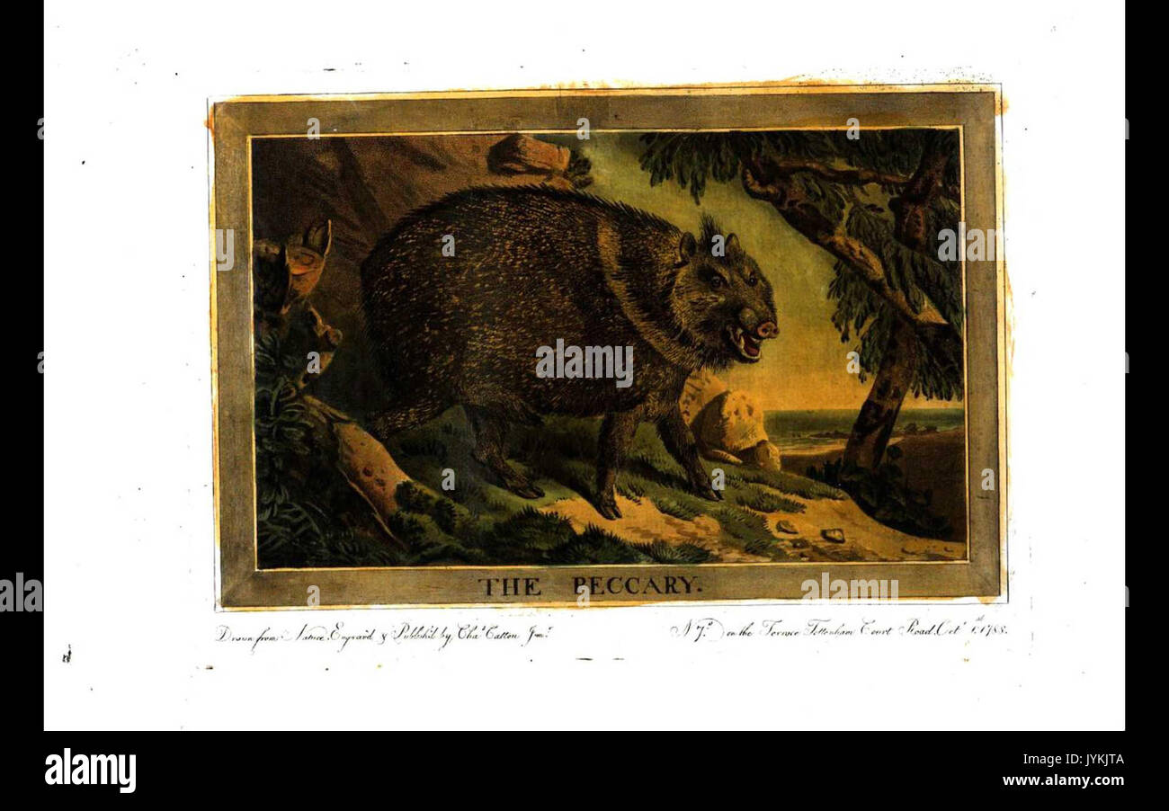 Peccary drawing hi-res stock photography and images - Alamy