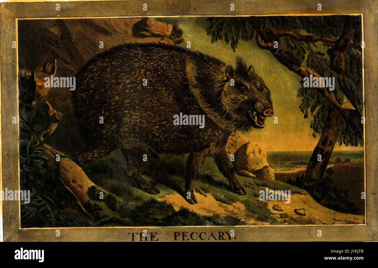 Peccary drawing hi-res stock photography and images - Alamy