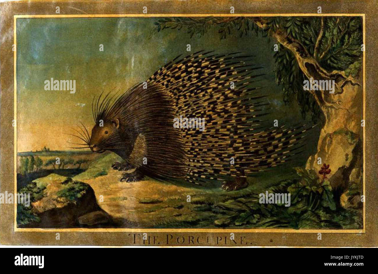 34, Porcupine, Charles Catton's Animals (1788) (cropped Stock Photo - Alamy
