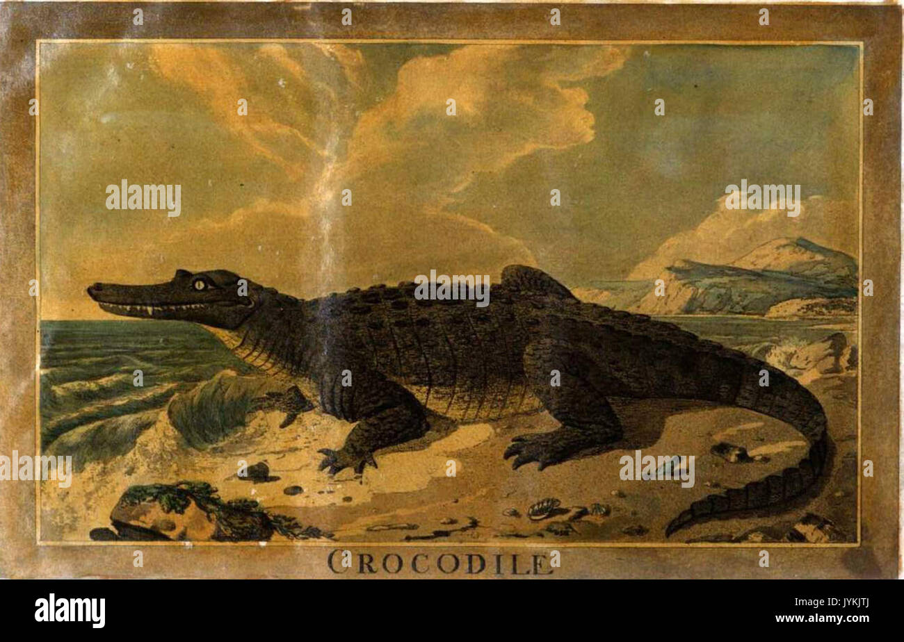 36, Crocodile, Charles Catton's Animals (1788) (cropped Stock Photo - Alamy