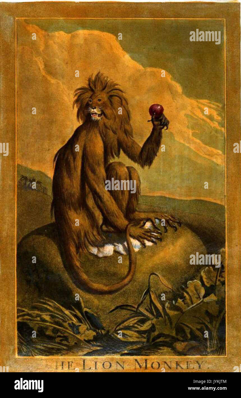 21, Lion Monkey, Charles Catton's Animals (1788) (cropped Stock Photo ...