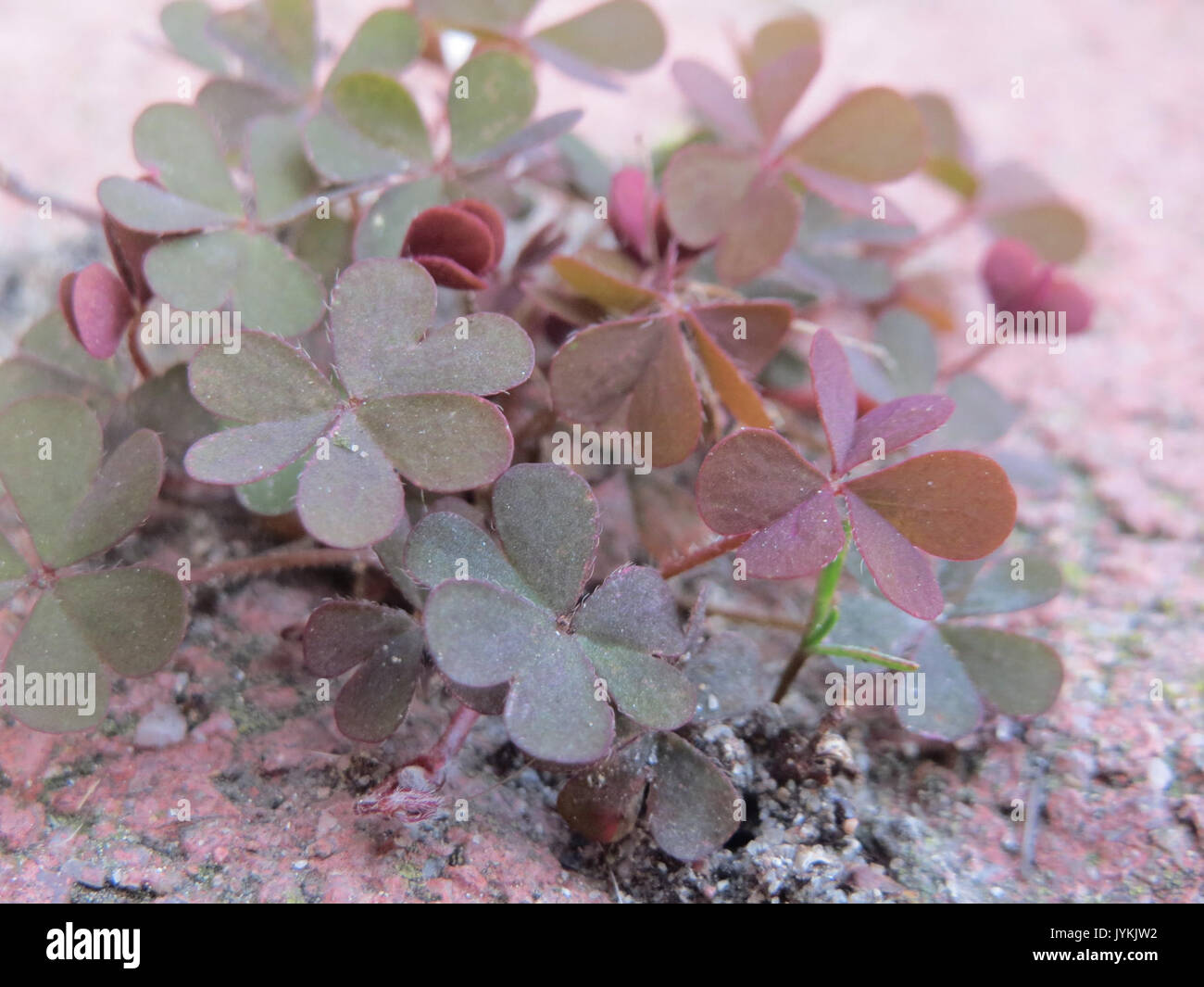 Oxalis corniculata weed hi-res stock photography and images - Alamy