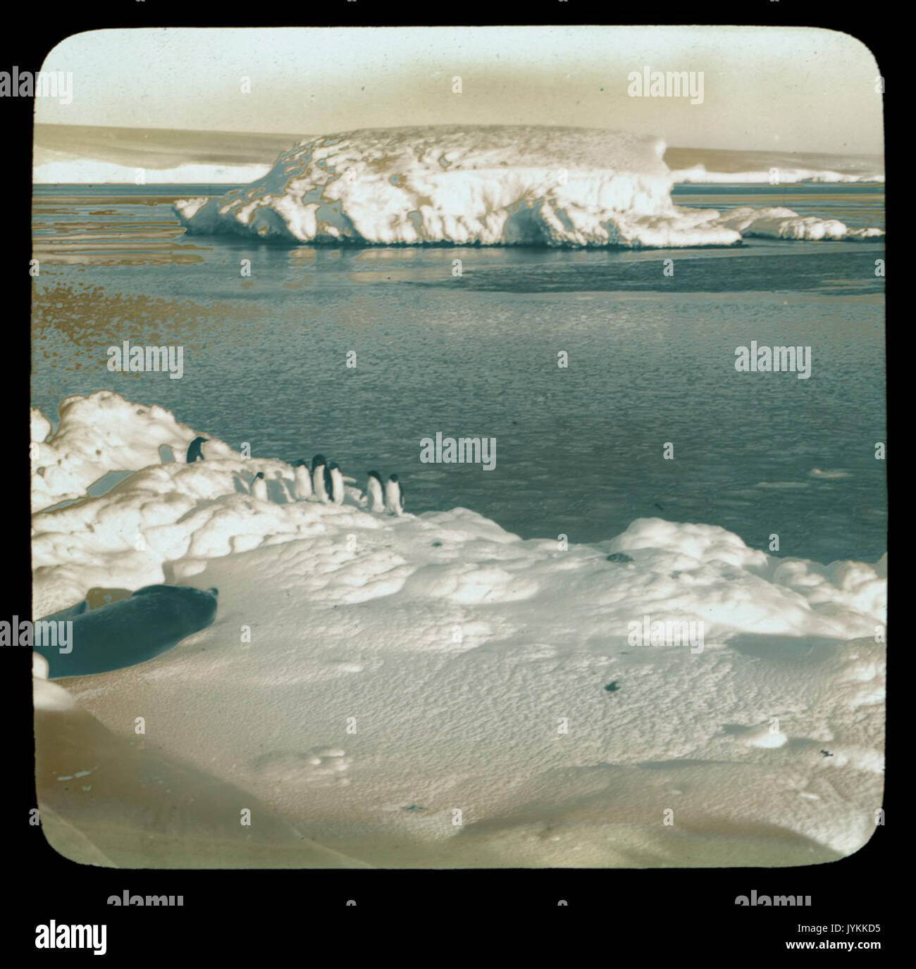 Elephant wildlife documentation hi-res stock photography and images - Alamy