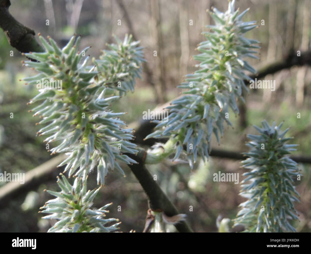 An image of Salix caprea, also known as goat willow, a species of ...