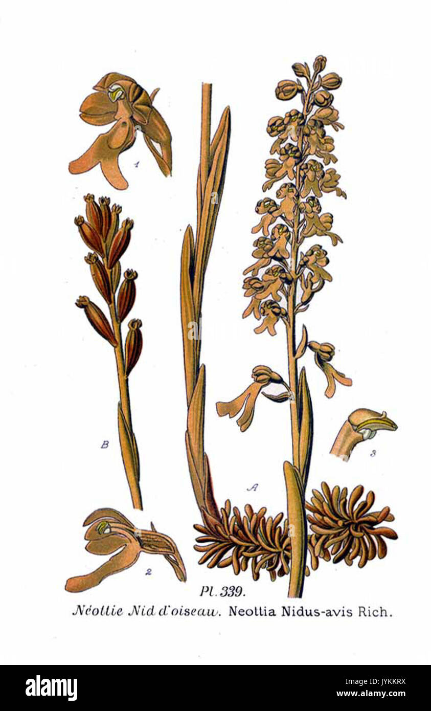 Vintage neottia nidus avis hi-res stock photography and images - Alamy