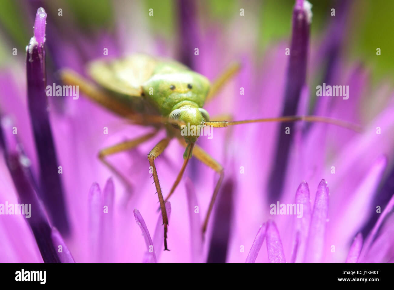 Spiracle insect hi-res stock photography and images - Alamy