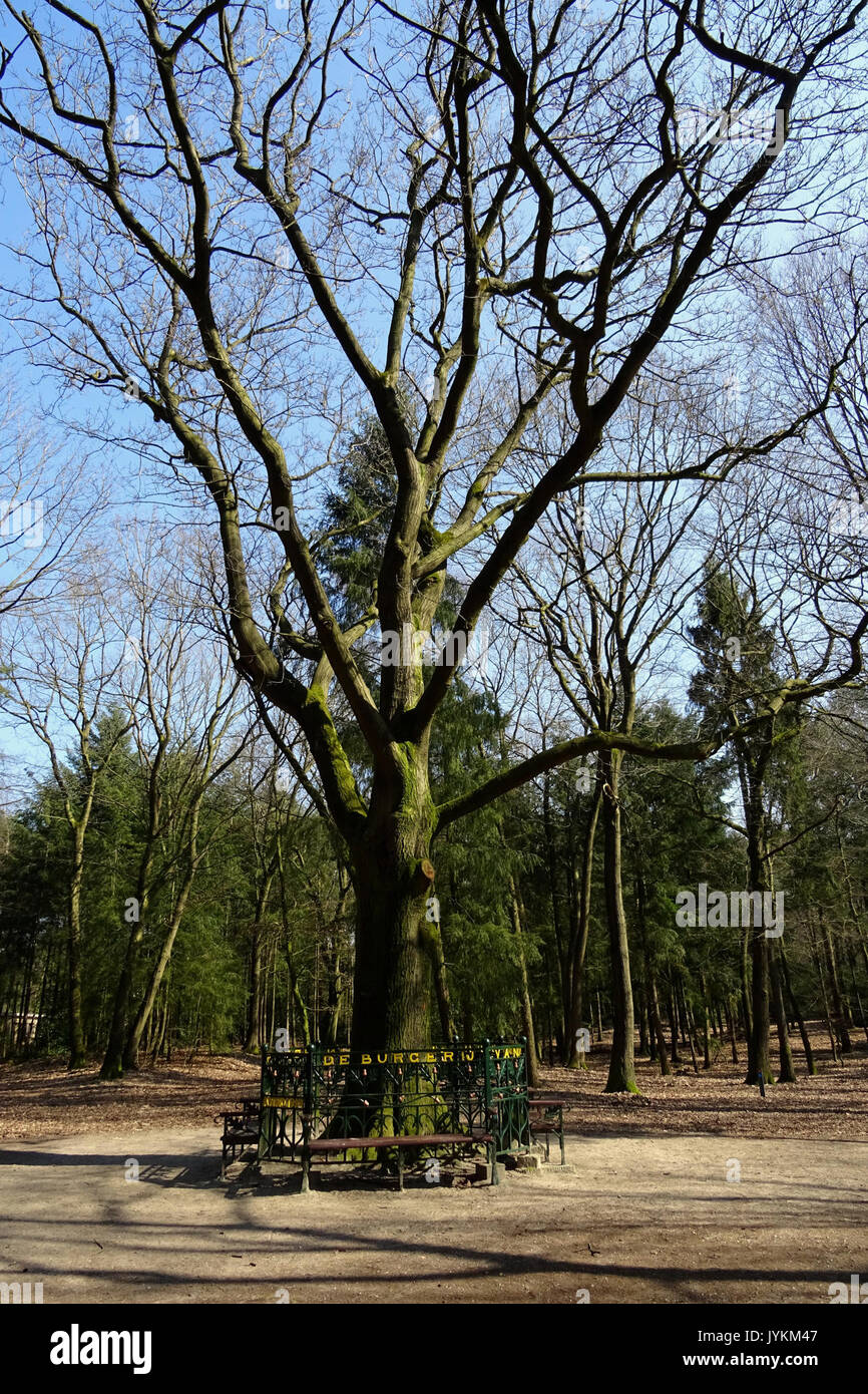 Buurtbosch hi-res stock photography and images - Alamy